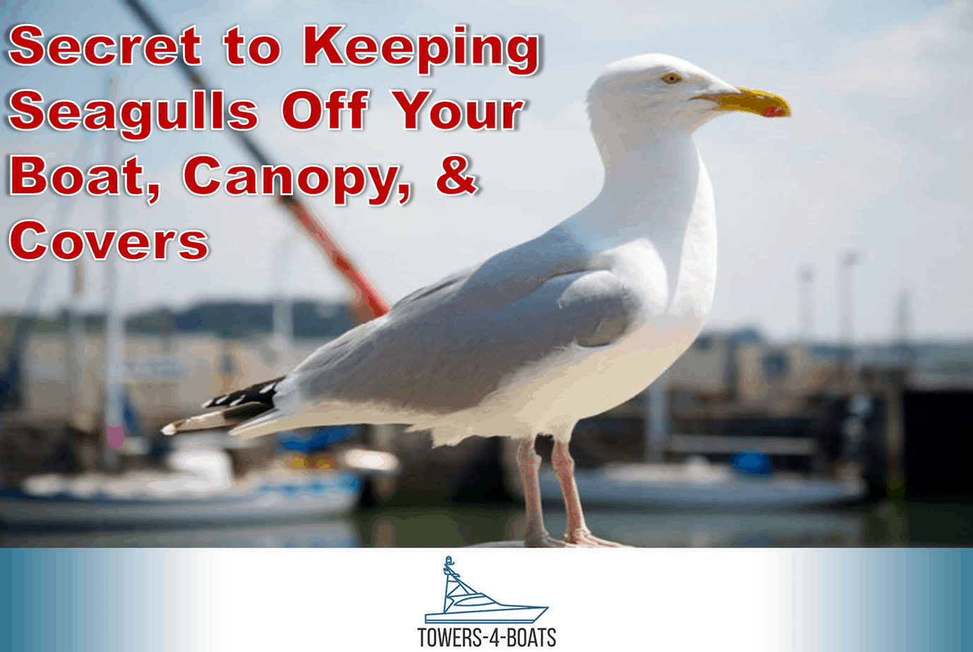 Secret to Keeping Seagulls Off Your Boat, Canopy, & Covers – The ...